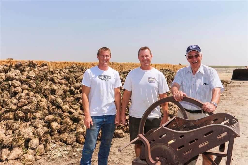 Feed beets provide quality carbohydrate source for dairy cows