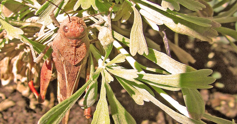 Locust swarms bring back past for US farmers | Farm Progress