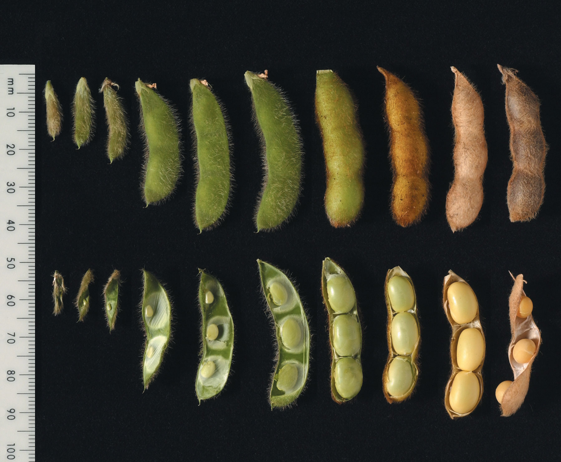 Learn soybean secrets from critical reproductive stages