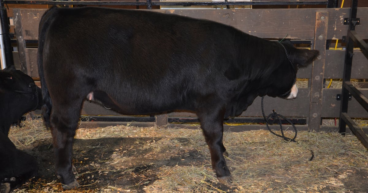 What you need to know about bovine tuberculosis in Indiana