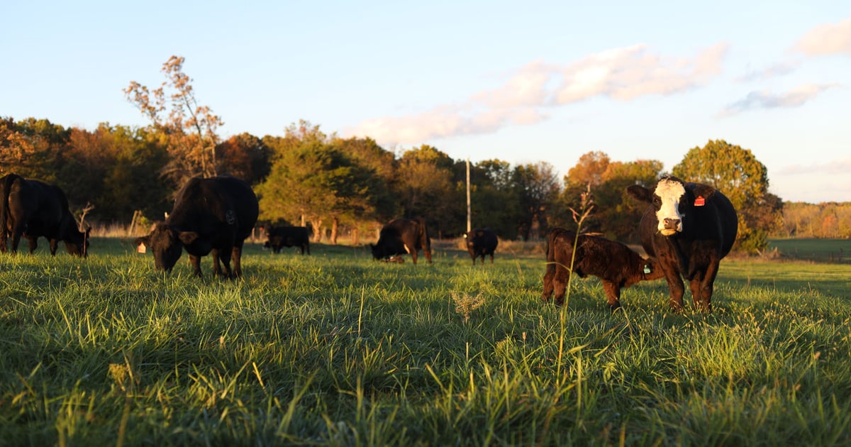 These 3 tips can help keep your heifers healthier longer