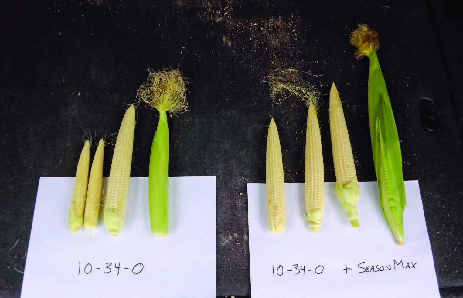 Plan a micronutrient strategy for corn, soybean crops
