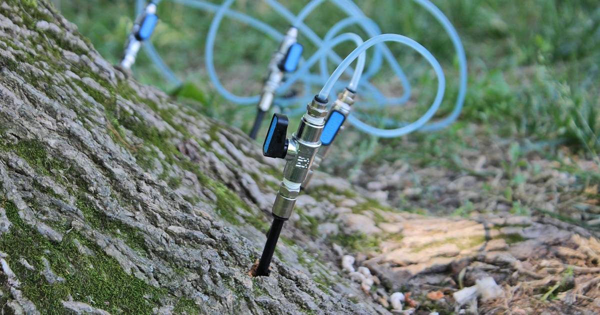 A look at how to give an ash tree an IV | Farm Progress