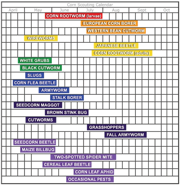 Scout for Weeds, Pests in Corn, Soybeans Early, Often, Walking the Field