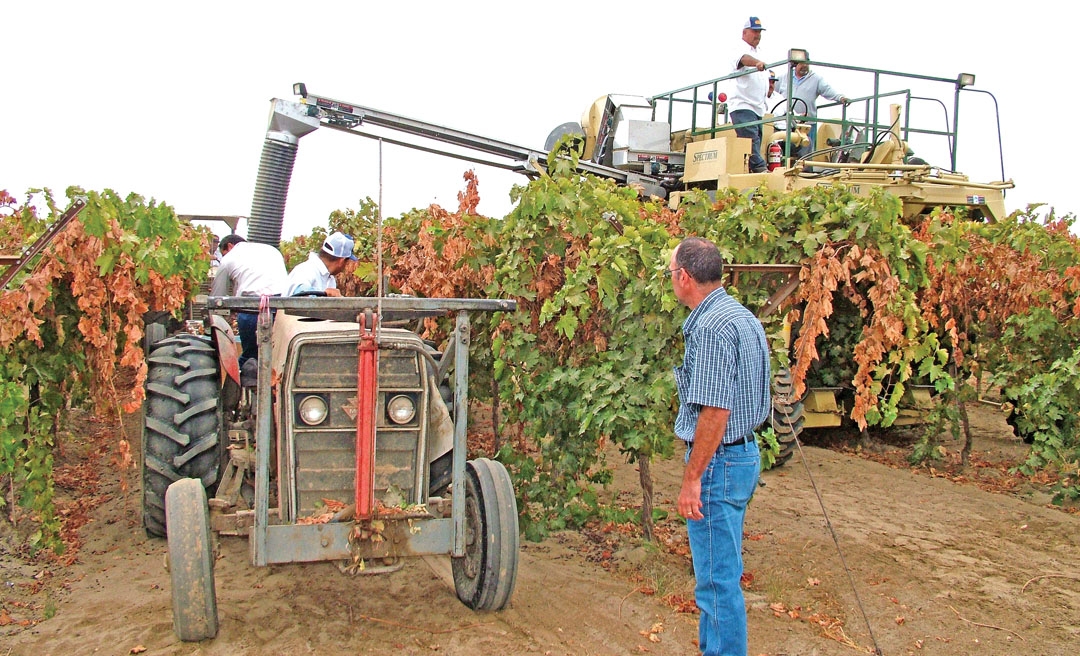 California raisin growers challenged by DOV systems | Farm Progress