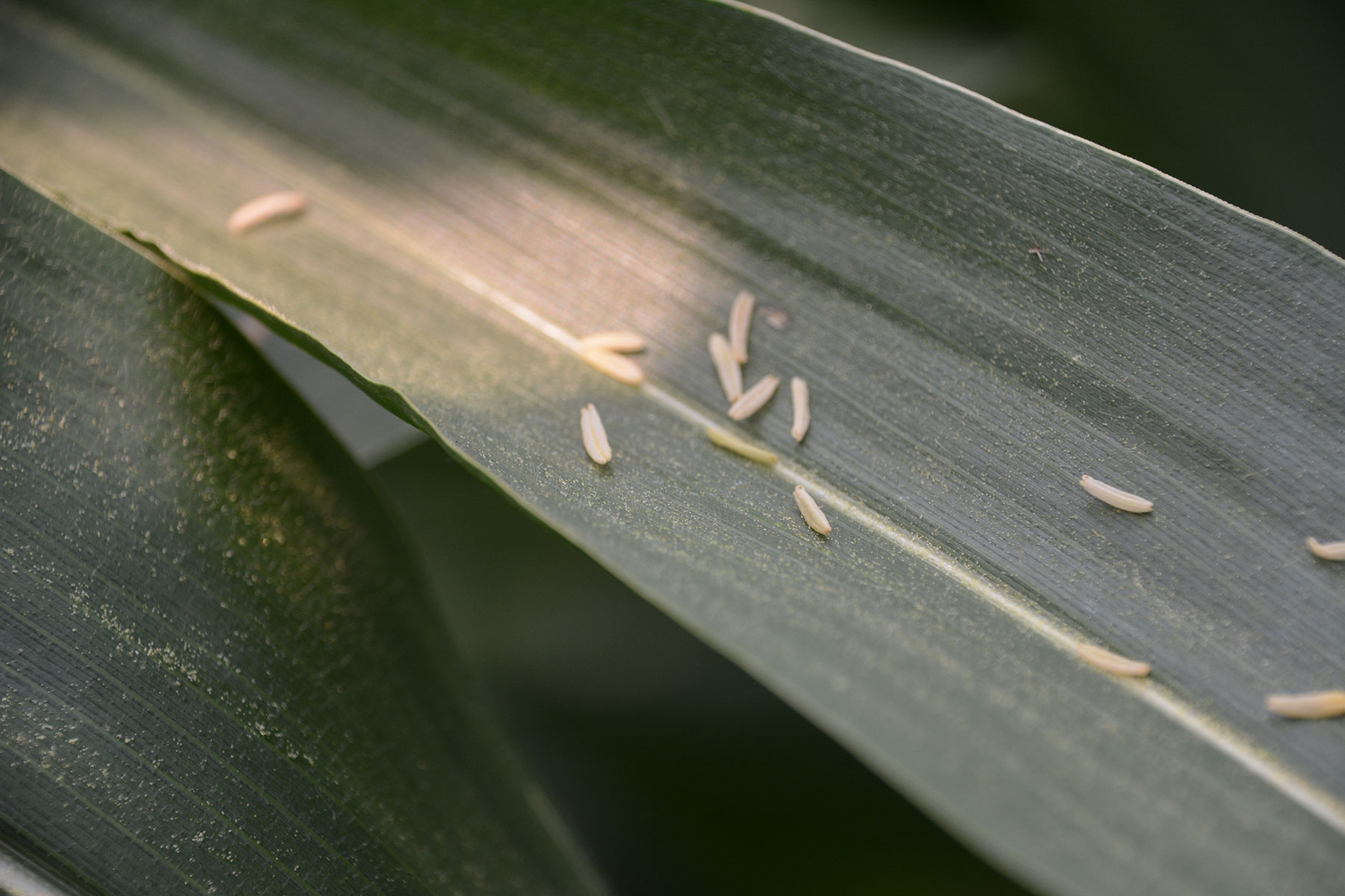 Corn pollination: Key facts farmers need to know for crop success