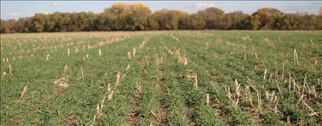 Seeding cover crops for grazing? Consider these factors.