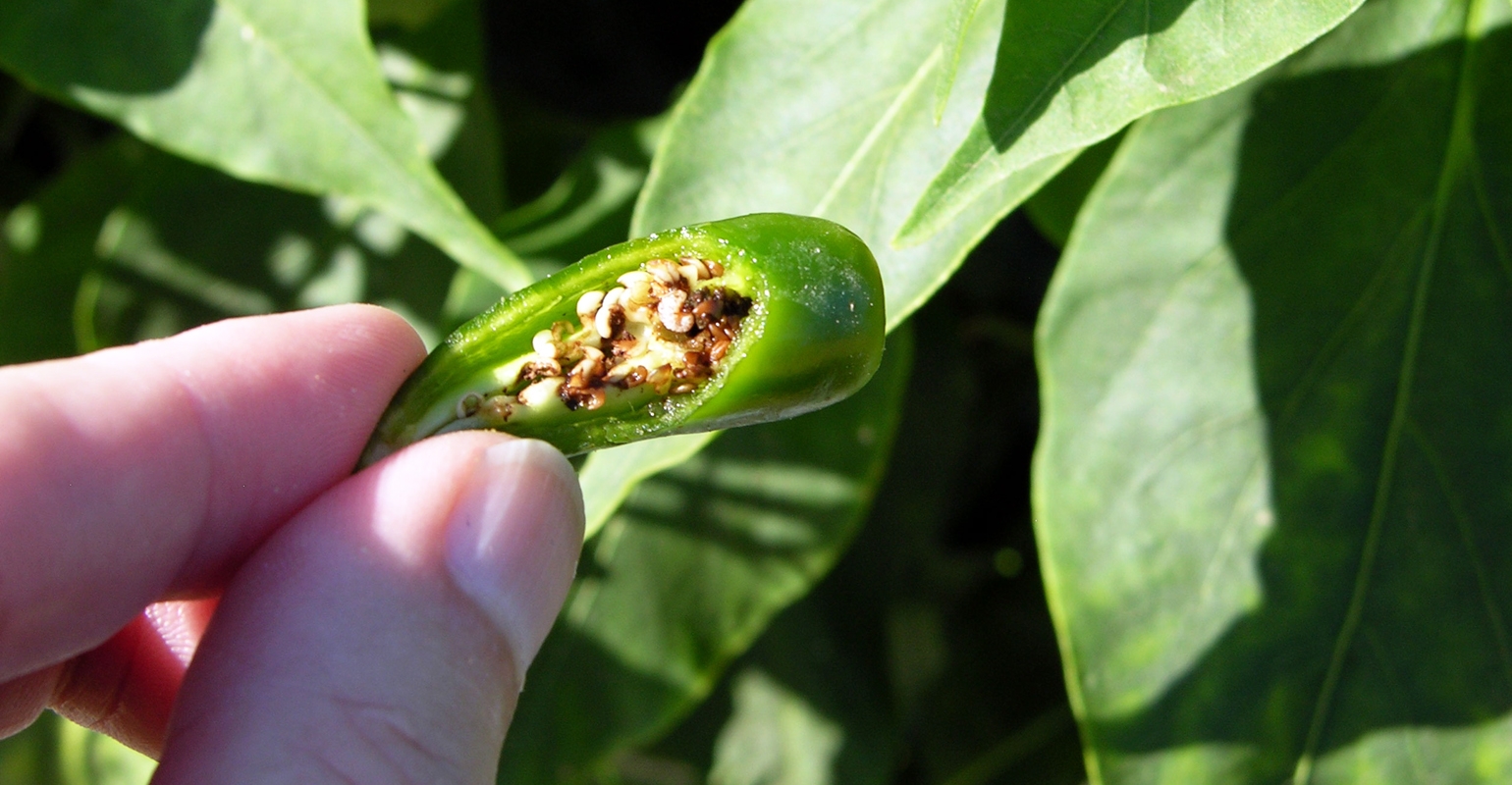 Vigilance is key to pepper weevil control