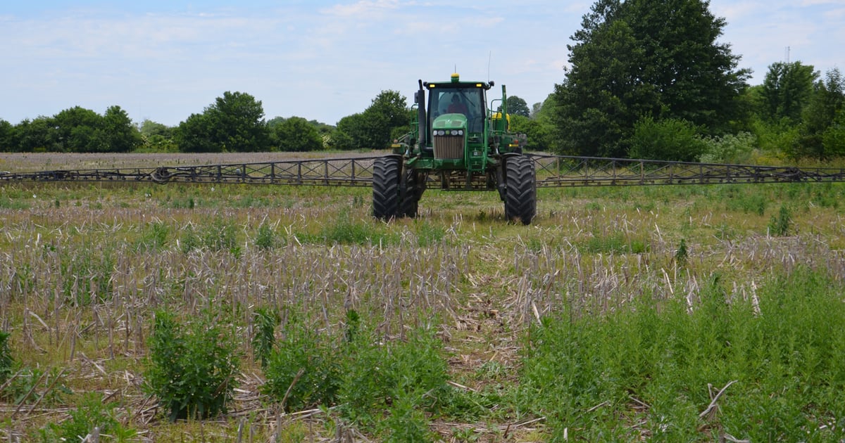 Look ahead to 2020 weed control after tough 2019