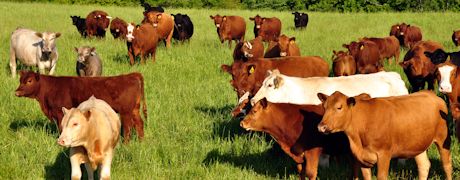 Take The Iowa Beef Trivia Challenge