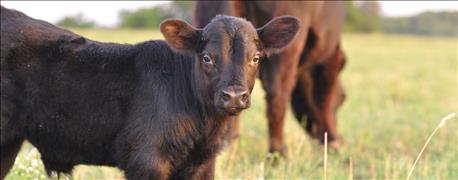 Cow gestation barn first of its kind in Illinois