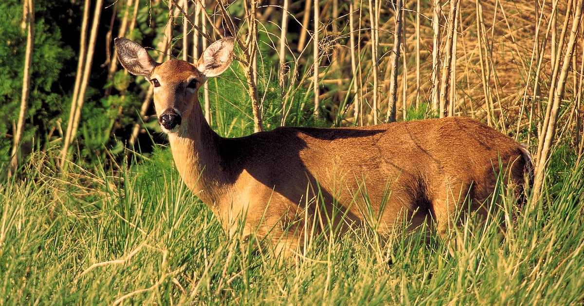 Game Commission grapples with expanding CWD deer infections
