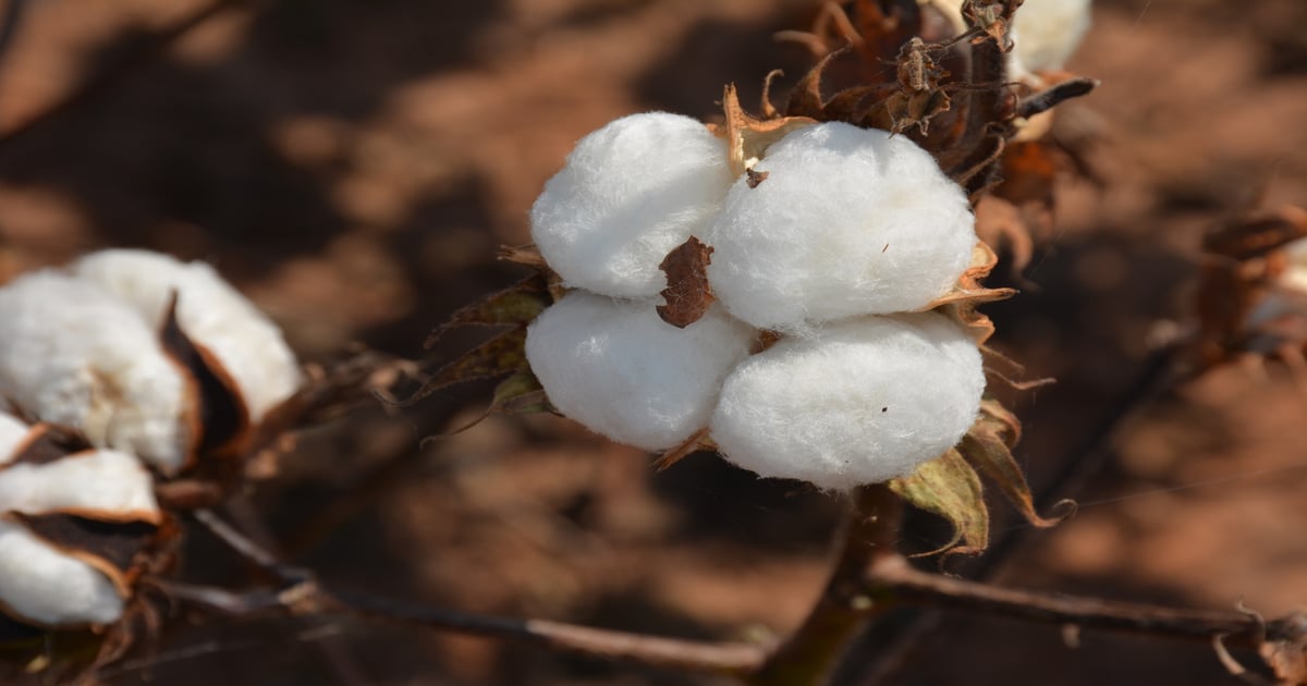 National Cotton Council National Agriculture Day