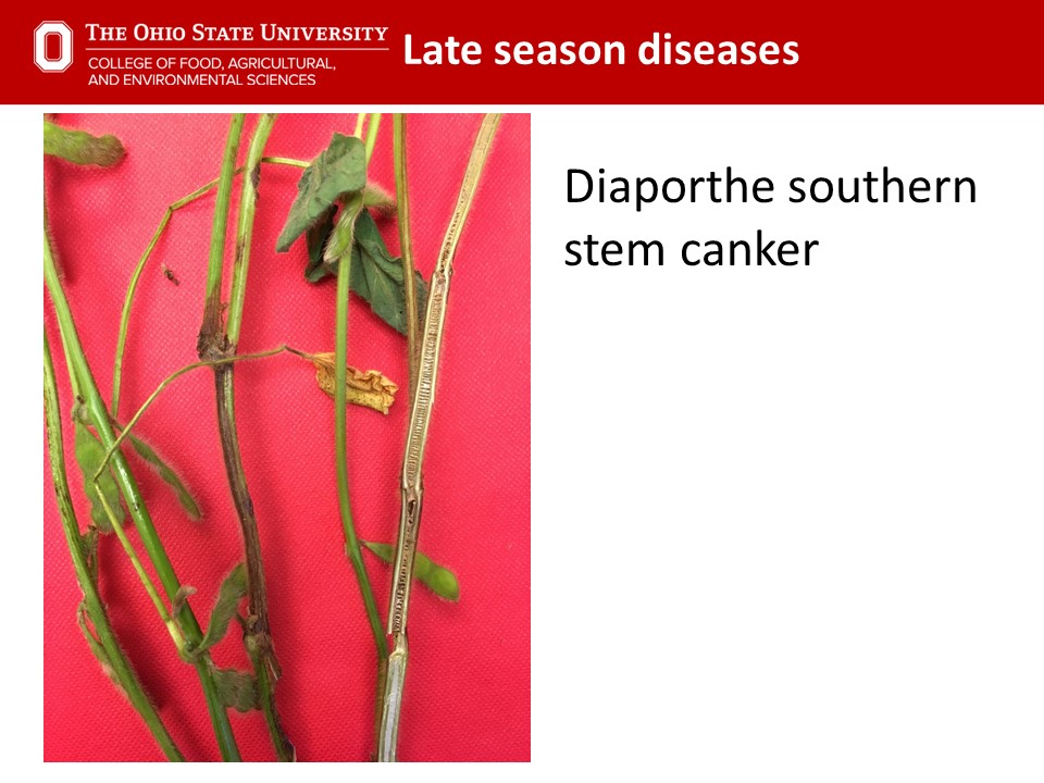 Don't stop scouting: Foliar disease in soybeans are still problematic