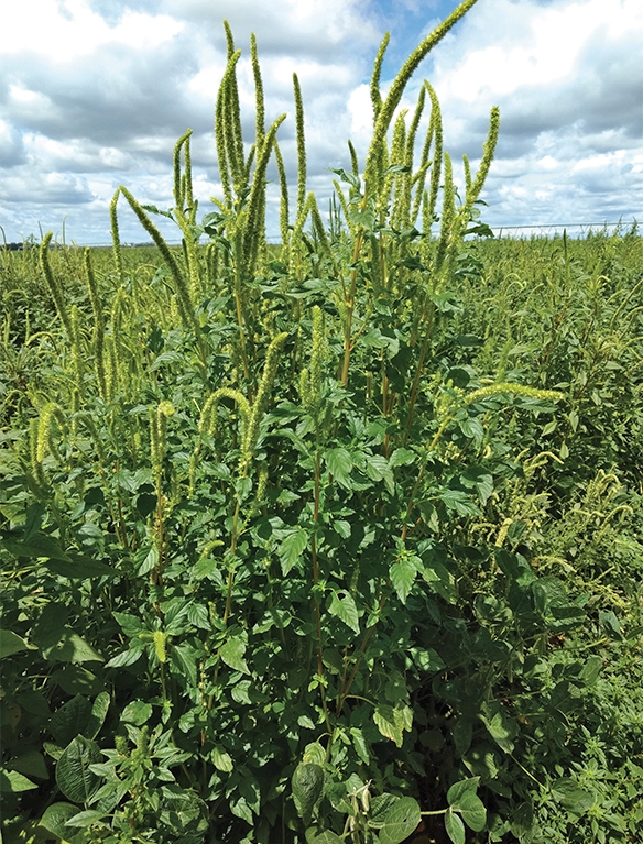 Palmer amaranth continues knocking on Minnesota’s door