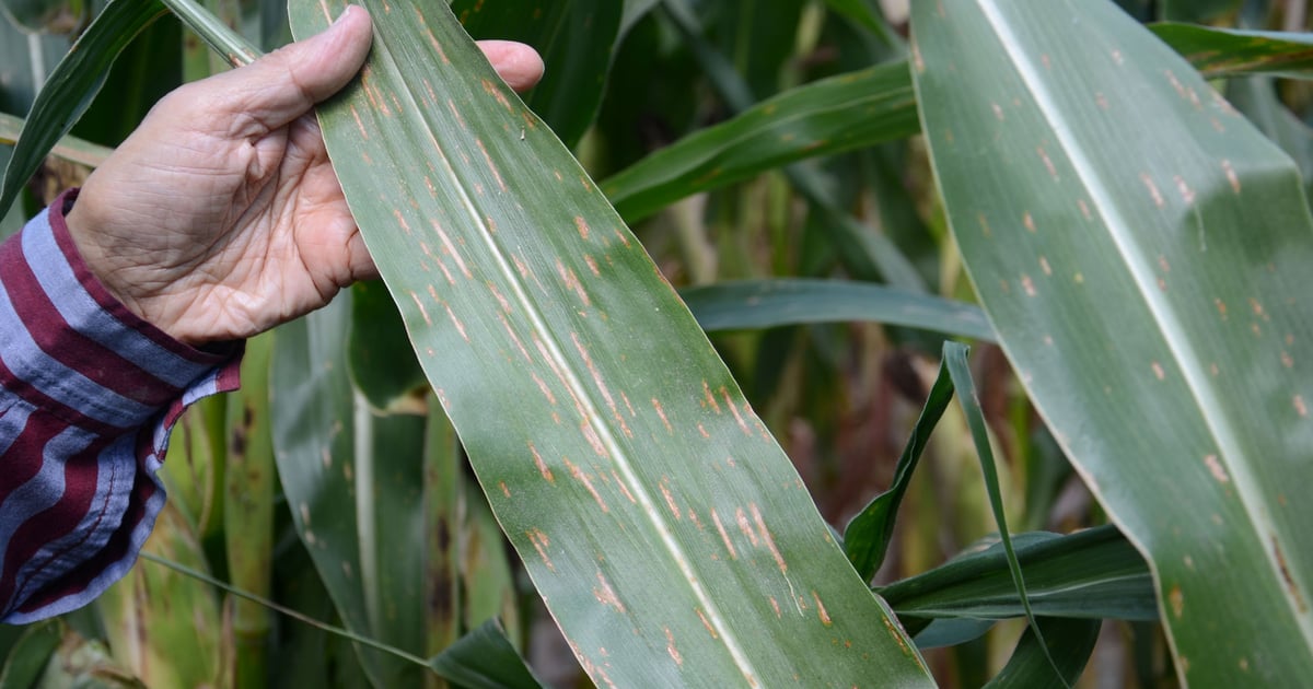 Don’t let southern rust derail 2026 corn disease plans
