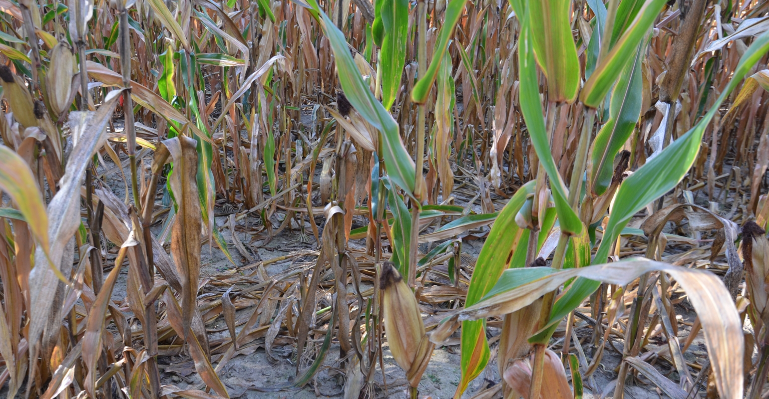 Pinpoint cause of late-season corn lodging