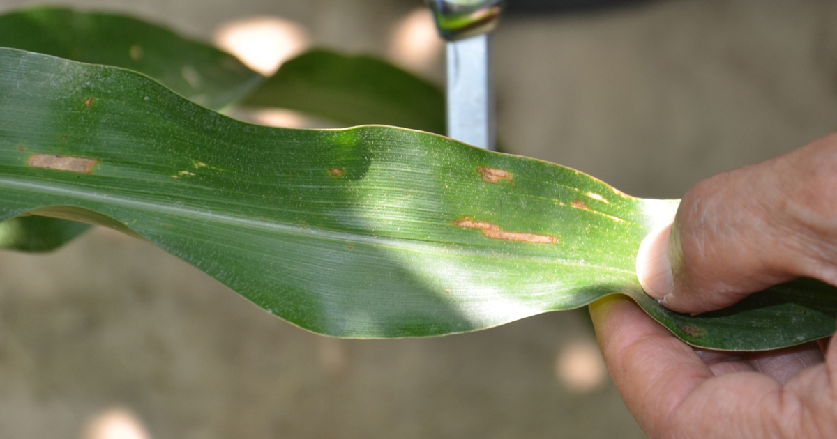 Why corn test weight makes a difference