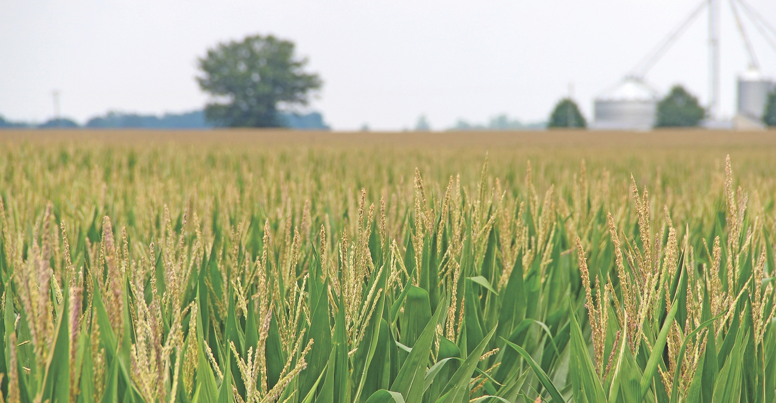 Best production practices for high-yielding corn