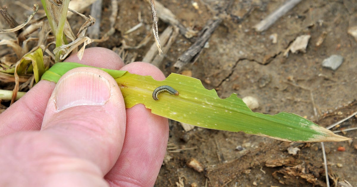 Rethink insect control for corn after cover crops
