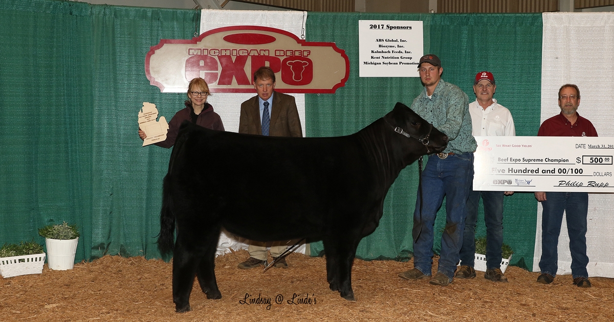 Champion Angus bull sells for $7,000