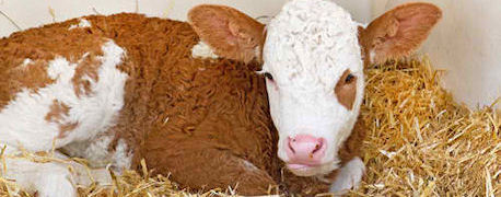 Calf Scours: Check for Signs, Offer Treatment