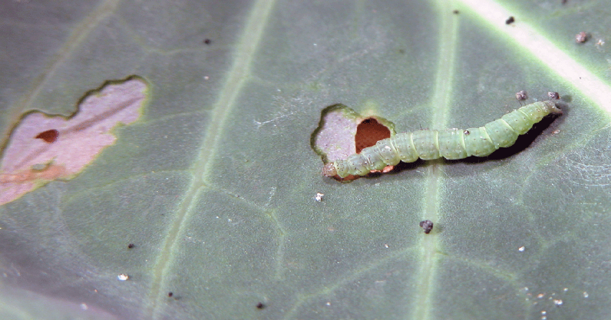 Handling vegetable's resilient moth