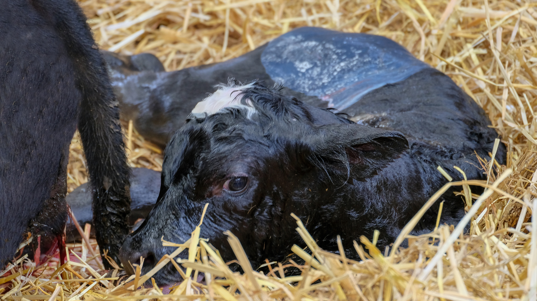 Top strategies for newborn calves' survival, long-term health