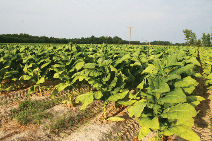 Tobacco Crops