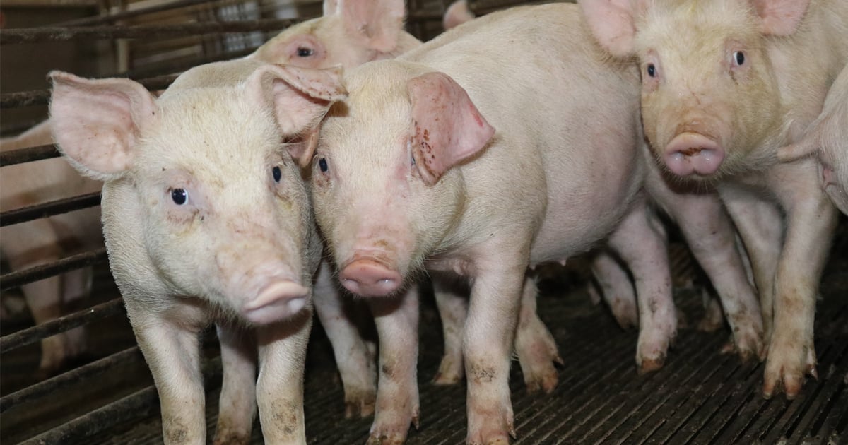 U.S. corn reigns supreme in weaned pig trials
