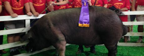 Peabody Wins Iowa State Fair Big Boar Contest