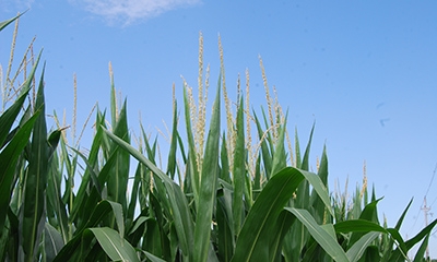 Pollination: it can make or break your corn crop