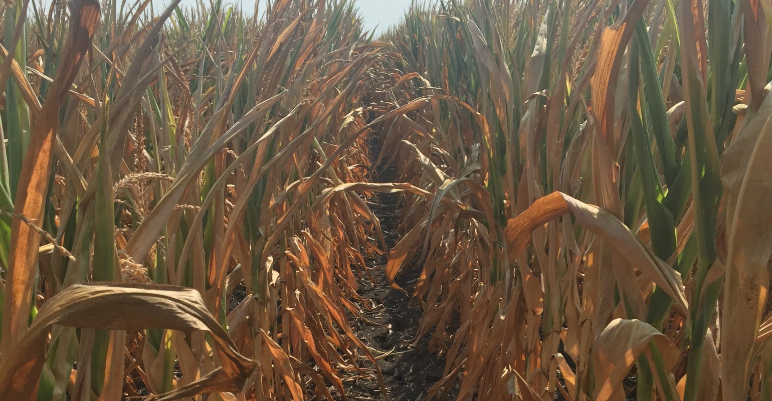 10 Iowa counties designated primary disaster areas