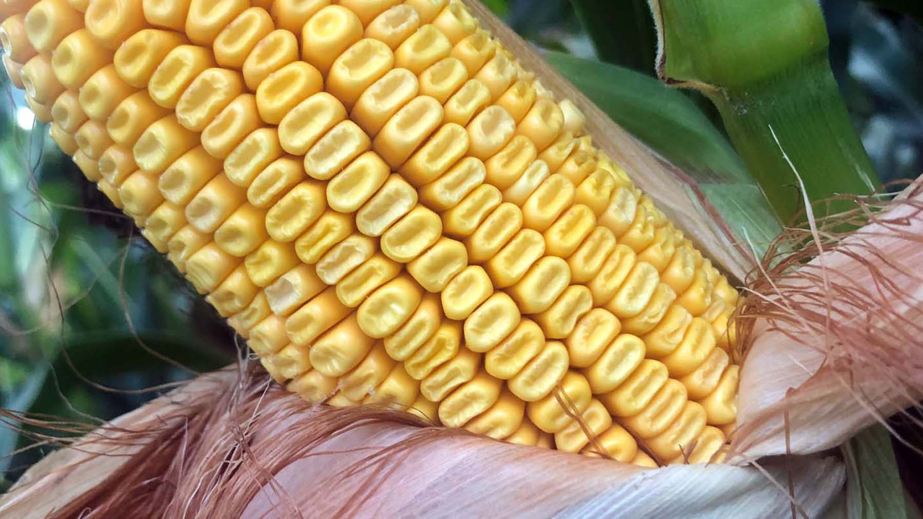 Crop progress: Corn quality holds steady