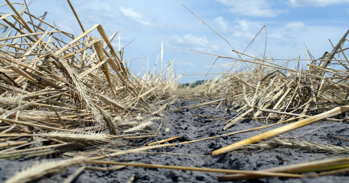 Strip till versus conventional till in the Southeast