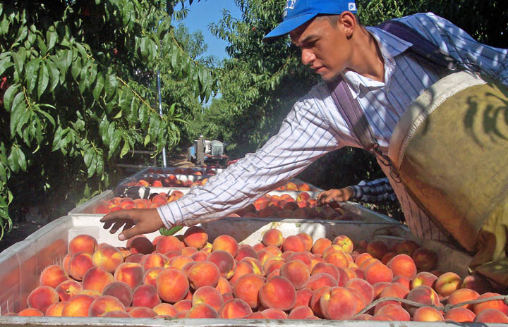 Irrigation technology vital to California peach growers | Farm Progress