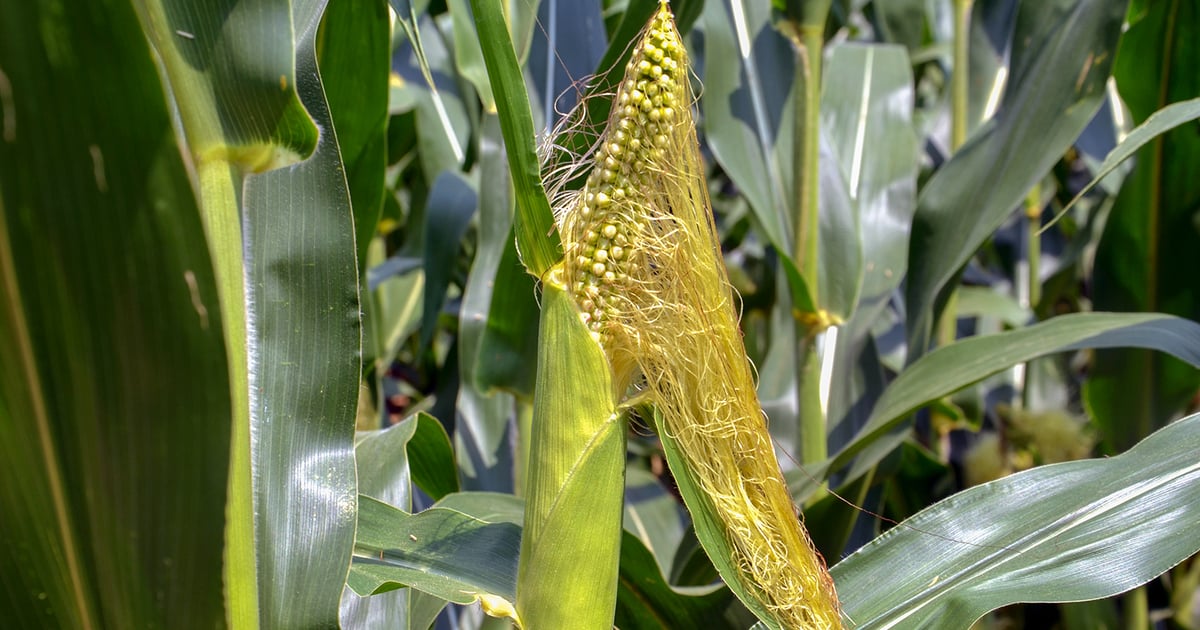 Corn plants fight to produce as many kernels as possible