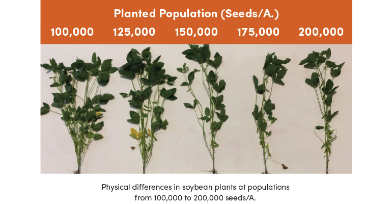 Rethinking high soybean populations