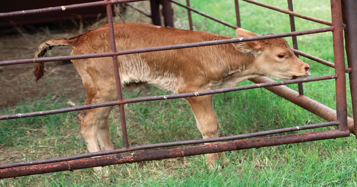 Things to know about treating calf scours