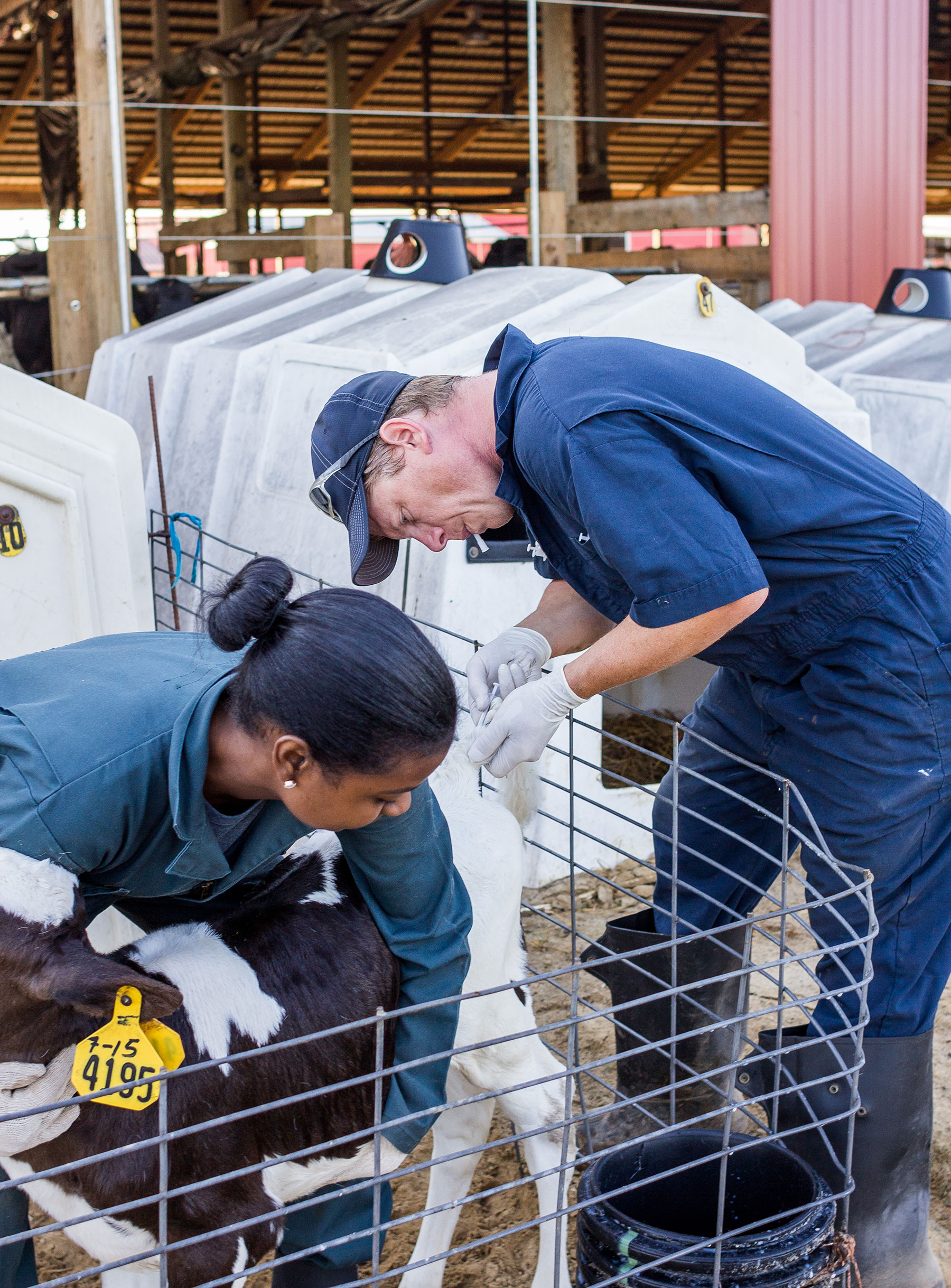 Michigan bovine TB-positive deer prompt cattle testing