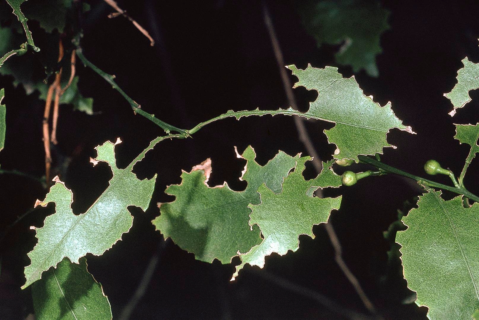 South Korea expects better control of Fuller rose beetle