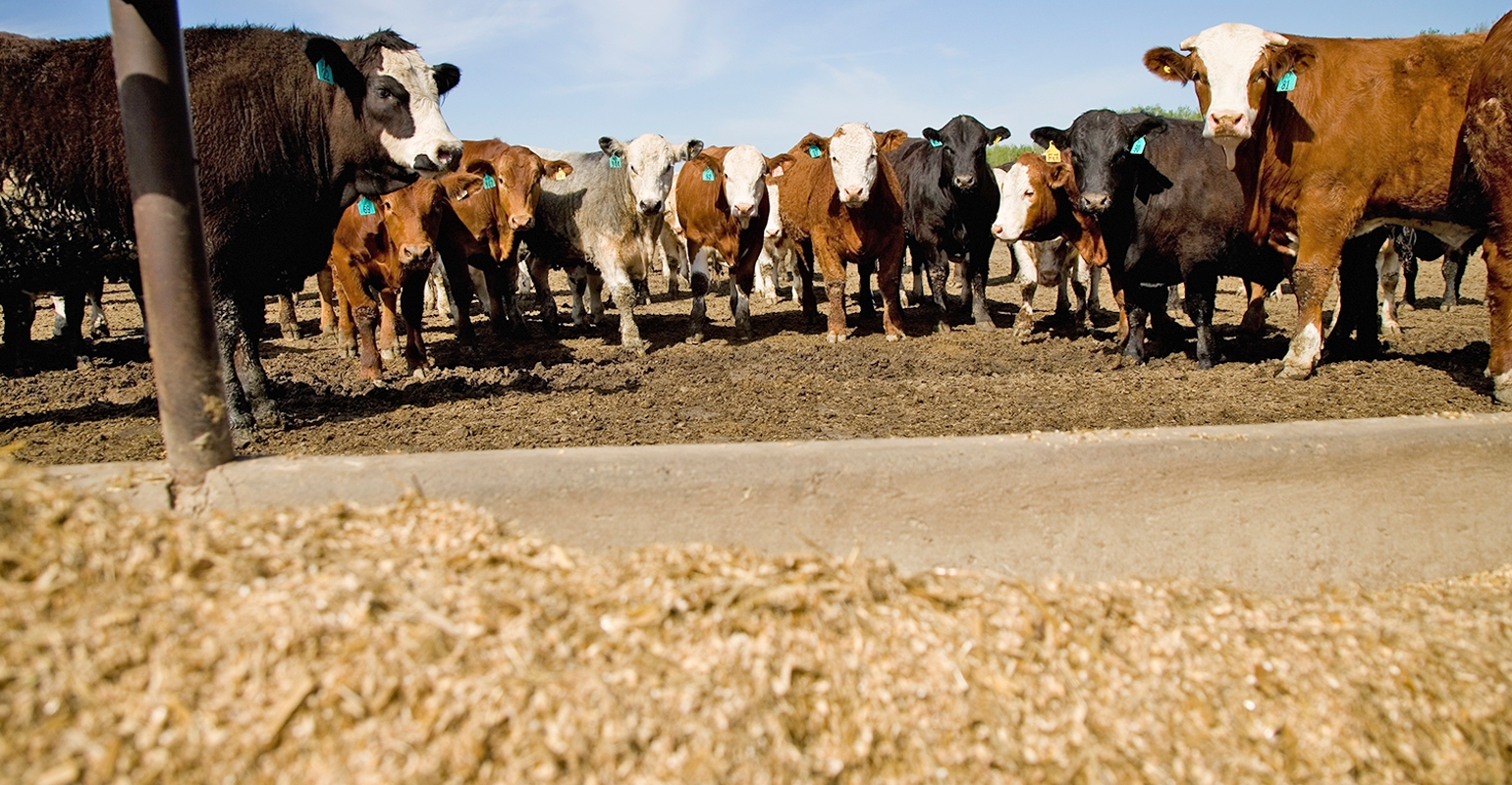 Heifers command space in feedyard