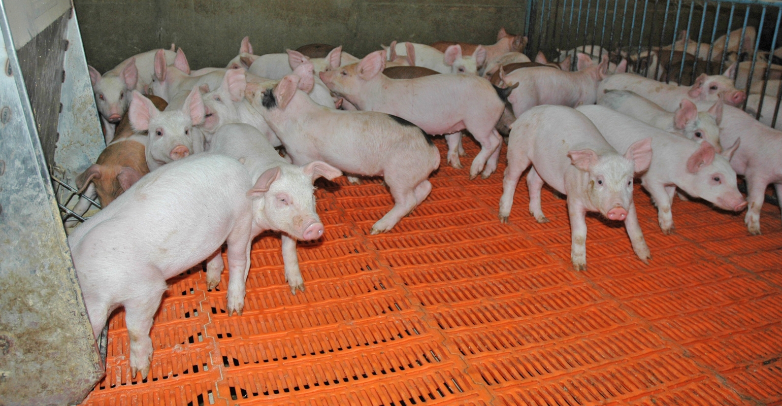 15 items required on a VFD order form