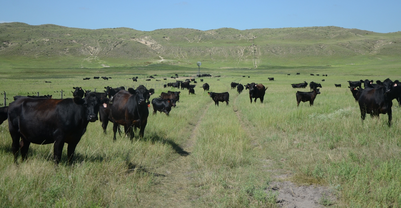 Building a brand for Nebraska beef