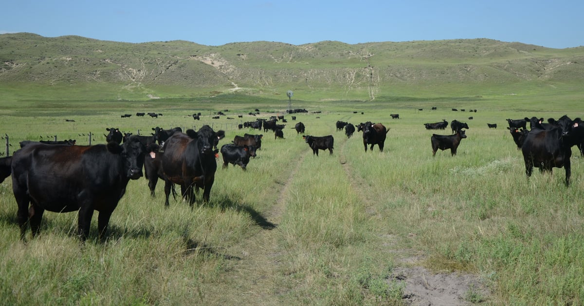 Building a brand for Nebraska beef