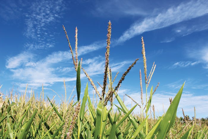 Corn Agronomy 101 Choice Of Hybrids Is Key