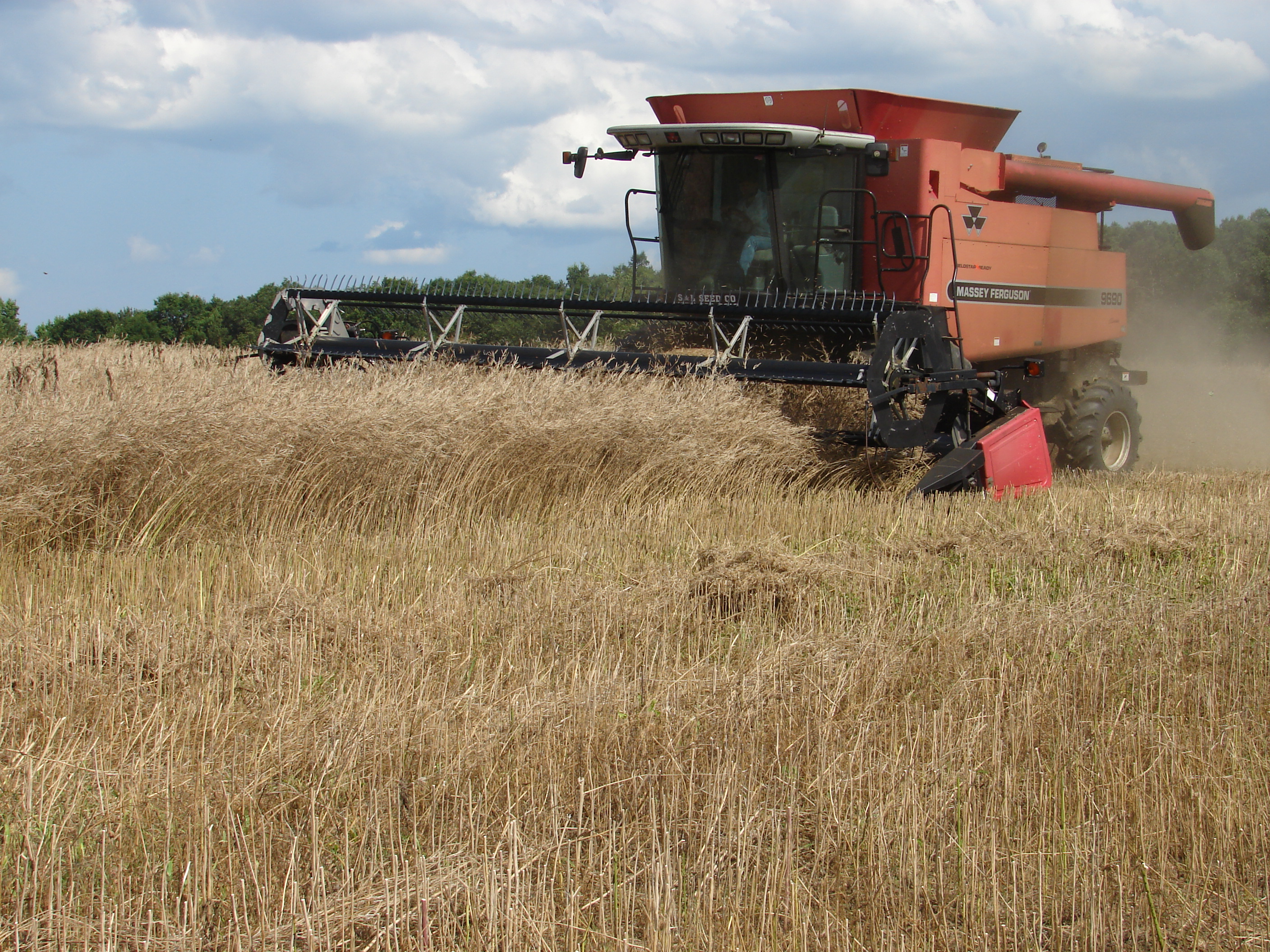 New crop “carinata” holds promise for Southeast