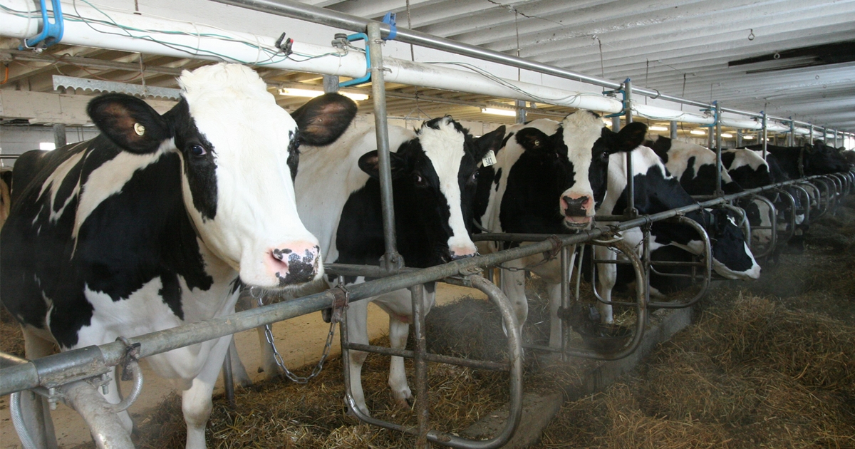 Class III milk price tumbles more than $1.60