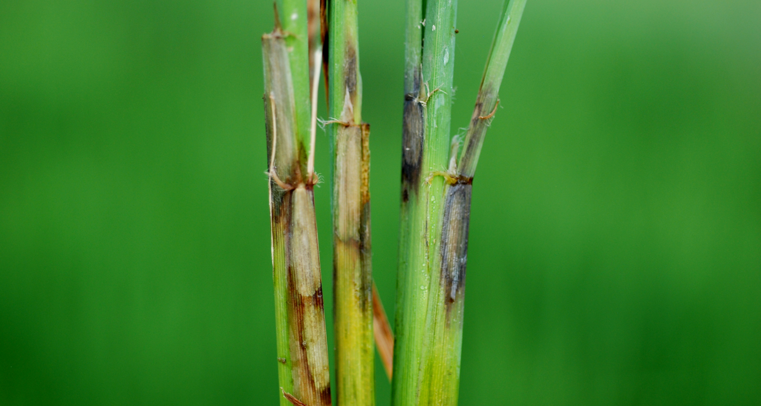 Growers face high pressure from rice pests, disease