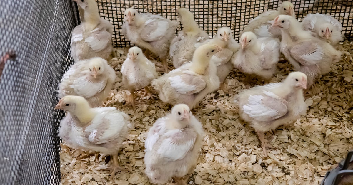 Straight scoop on poultry litter fertilizer